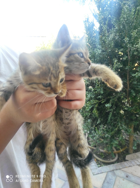 Котята домашние им уже 2 месяцев