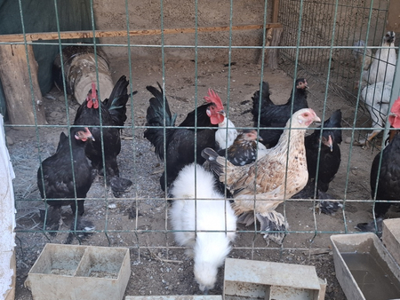 Tovuqla,kurka yiliga 2marta ochadi kurk tovuq