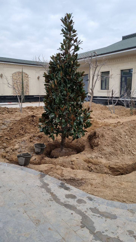 Gazon daraxt ekish xizmati