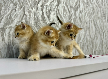 Продаются котята шиншиллы