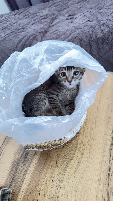 Кошка отдается в добрые руки
