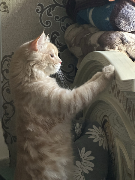 Кошка для вязки скотиш хайланд страйт