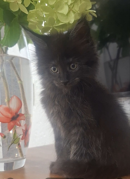 Продаются котята породы мейн-кун