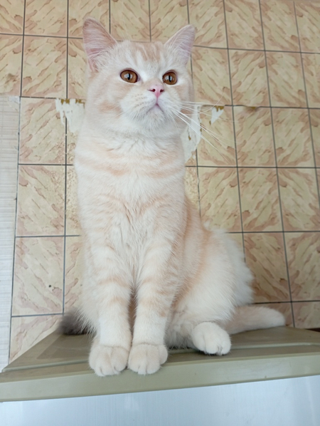 Шотландский котик 10 мес.