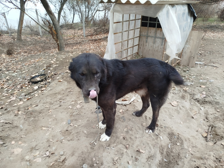 1 yoshlik toza zotlik Alabay sotiladi