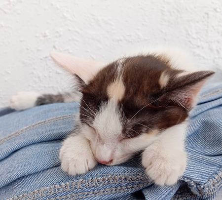 Отдаю котёнка в добрые руки!