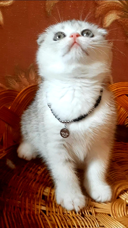 Скоттиш фолд котёнок