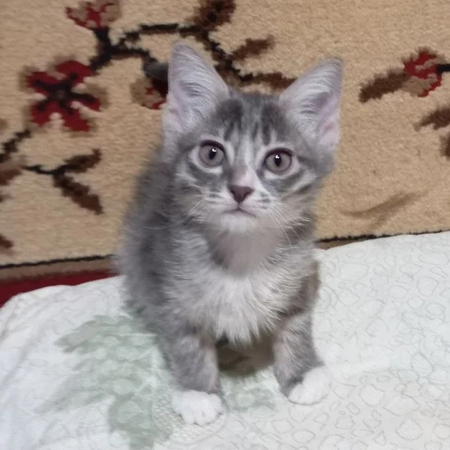 Котята даром в добрые руки