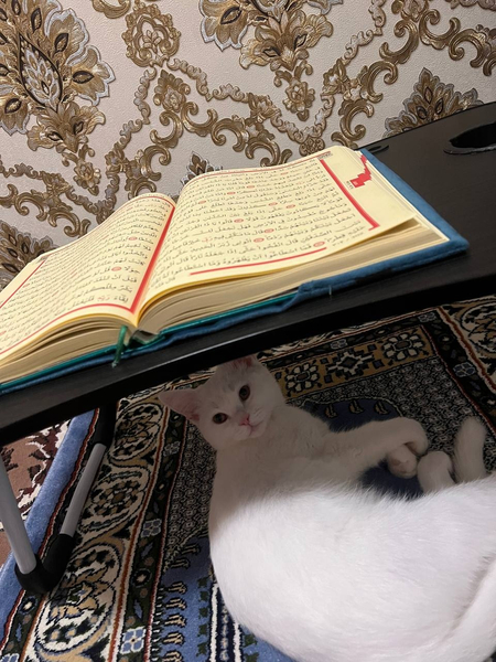 Mushuk. Skotish strayt zoti. Oppoq rangli 6 oylik