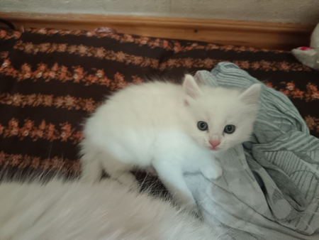 Продаются котята 100 тысяч