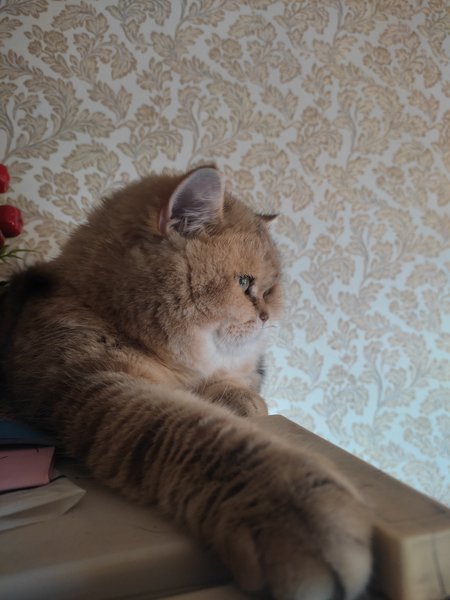 Zolotoy shinshilla srochna sotiladi