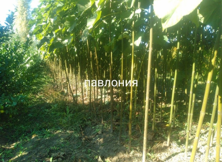 Павлония. 1.5 метрдан 6 метргача
