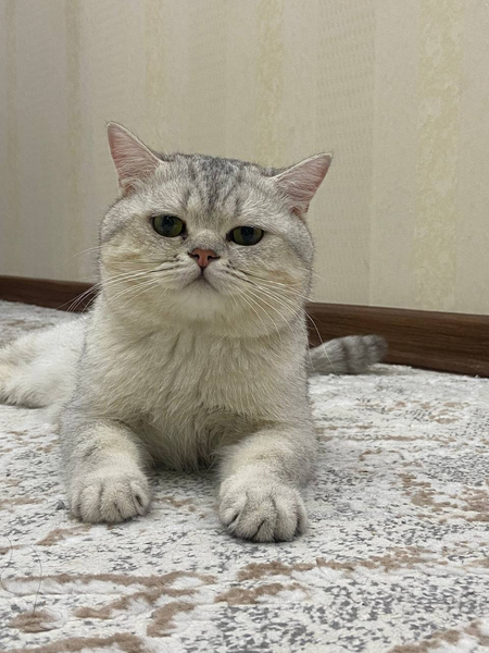 Shinshilla zotli mushuk