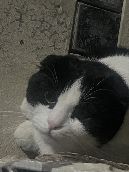 Шотландский кот в добрые руки