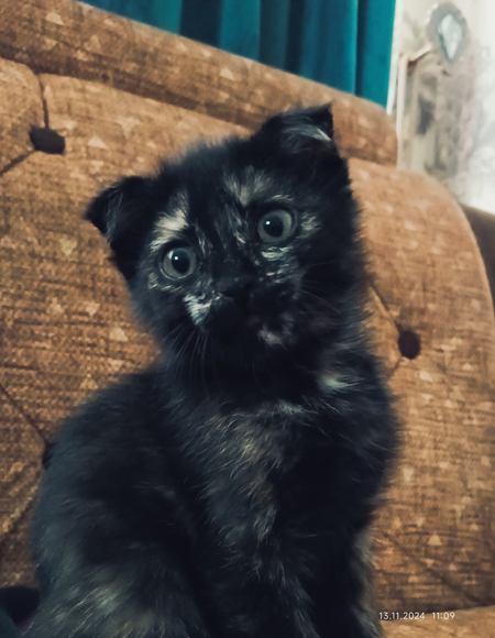 Скотиш фолд мушукча