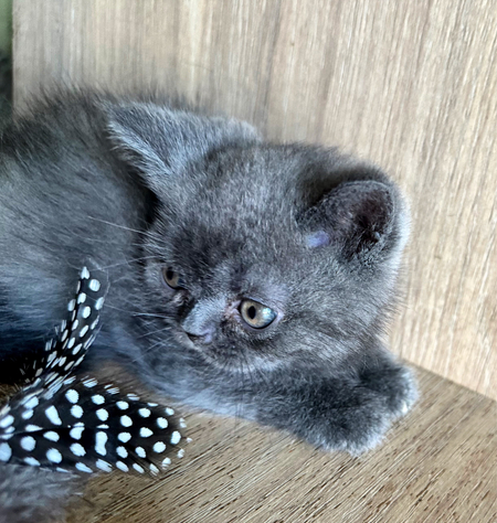 Продам британских  котят