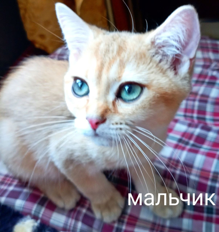 Золотистые шиншилы 2 мес.