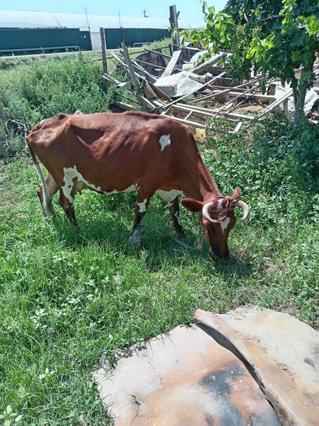 Mol sotiladi srochna