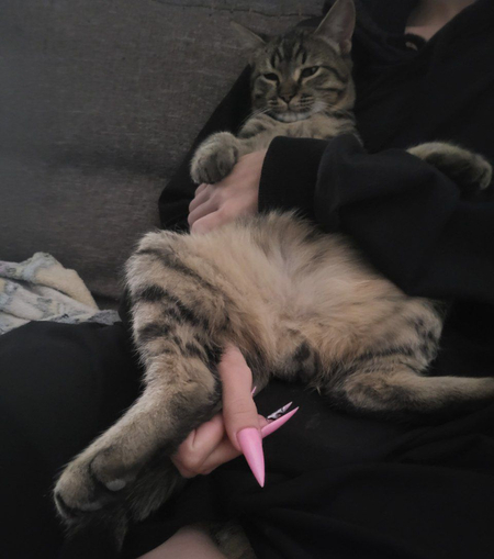 Кот/mushuk СРОЧНО Бесплатно очень ласковый котик