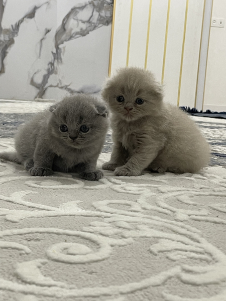 Scottish fold Og'il bola 20 kunlik