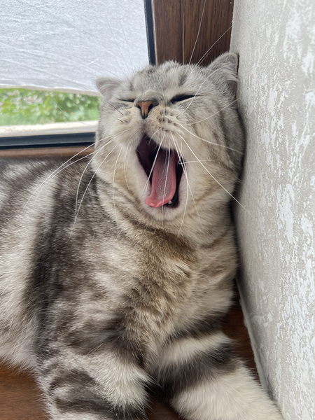 Кот вязка