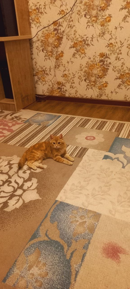 СКОТИШ  ФОЛД Мушук боласи сотилади