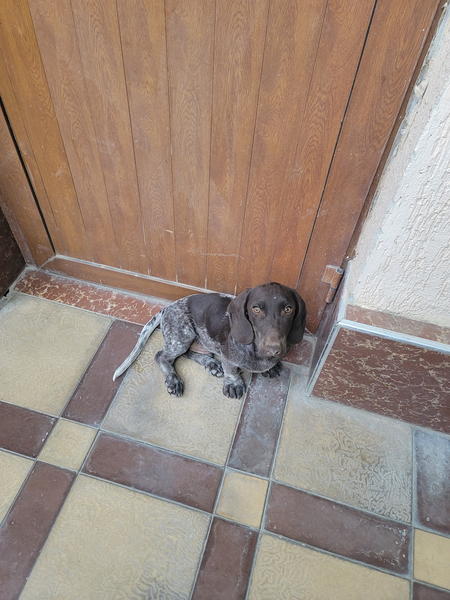 Ovchi kuchukcha.