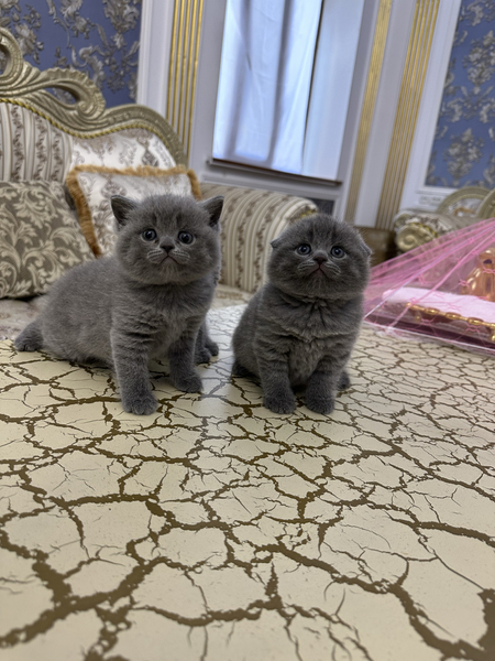 Тедди мимишки Элитте Чистокровные