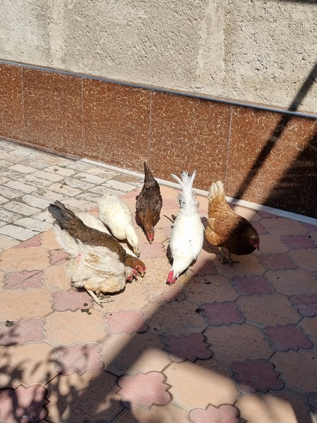 Xonaki tovuqlar sotiladi.