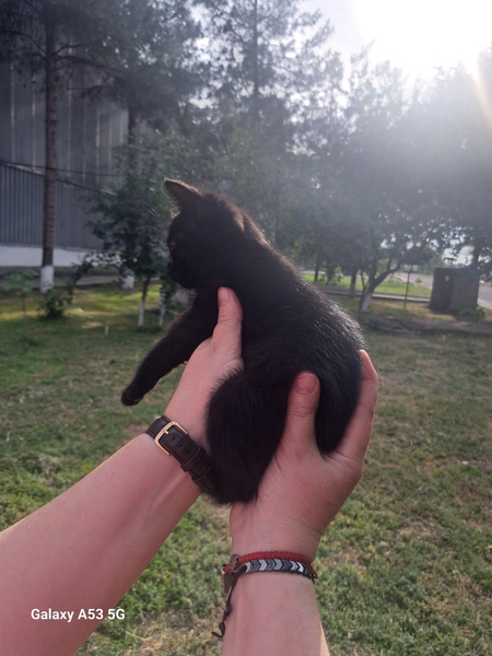 Пристраиваются котята