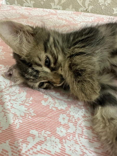 котята даром, 2.5 месяца