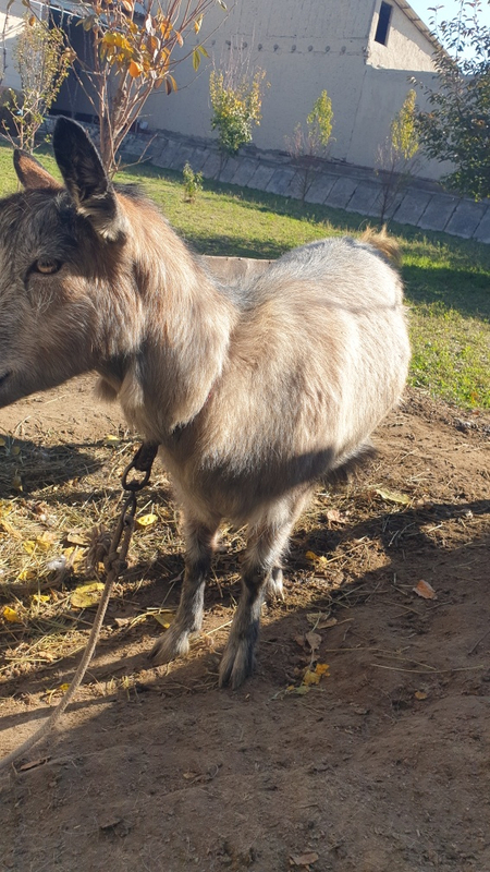 Эчки боласи сотилади