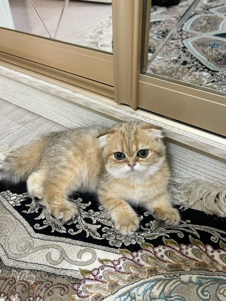 Это чудо малыш подарит вам любовь и ласку