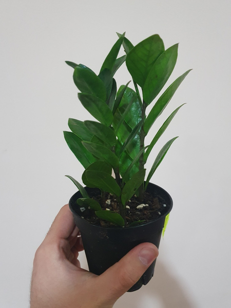 Zamiyakulkas замиякулькас