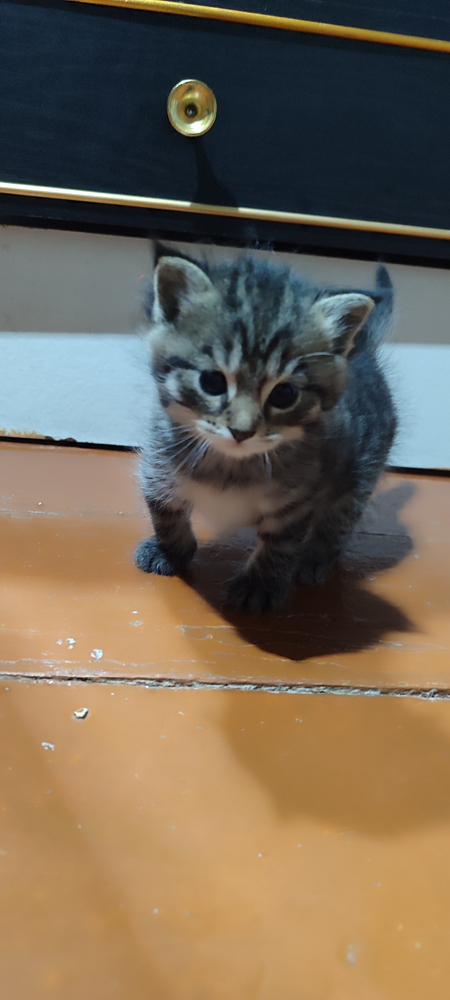 Отдам котят в добрые руки