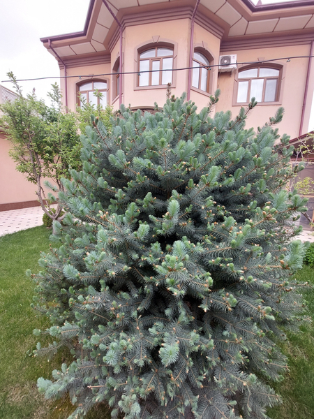 Archa sotiladi karaleviskiy