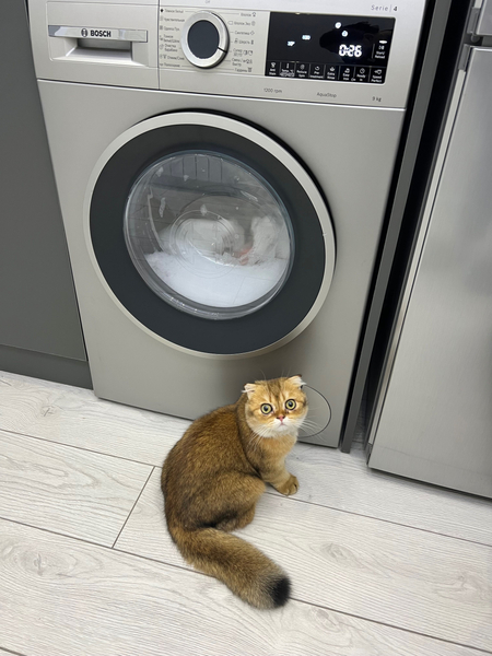 Кот британский золотистая шиншилла