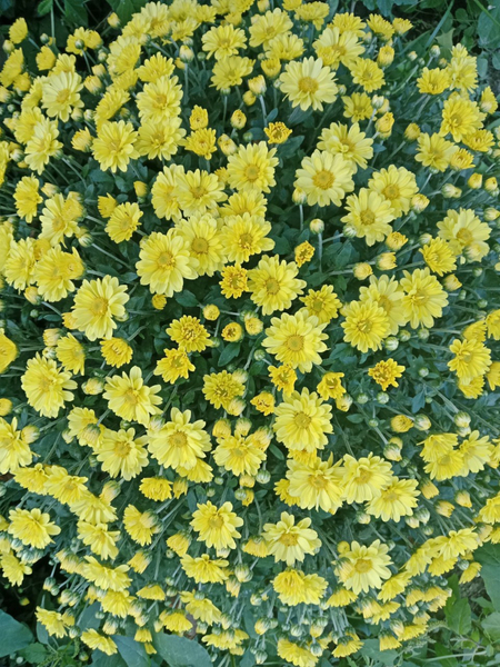Globus gullari Buxoroda optom narxda