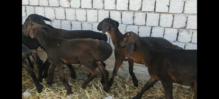 Qo'chqorchalar sotiladi