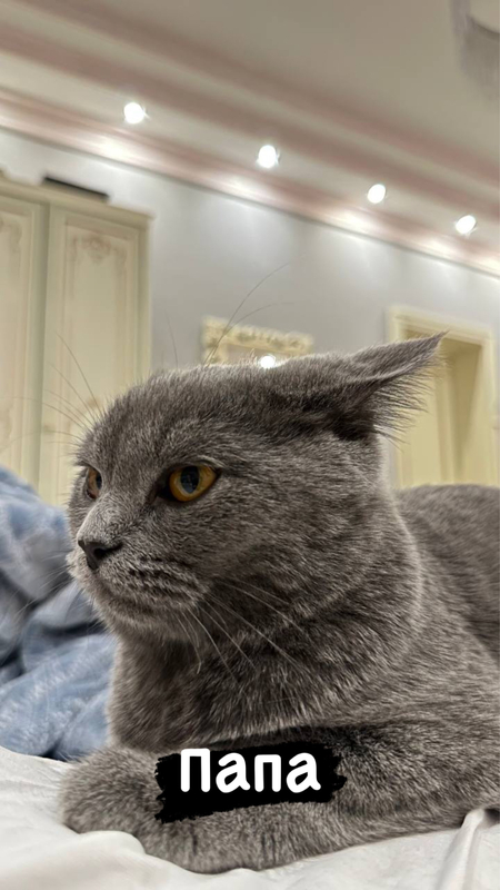 Котенок Скоттиш страйт