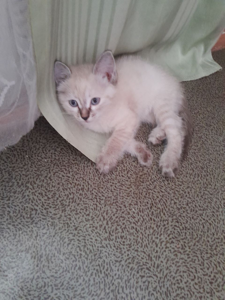Котики продаётся
