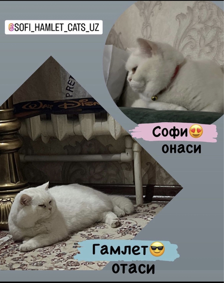 Скоттиш фолд ва страйт жуфт ЗУР нарх