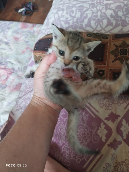 Отдам даром котят