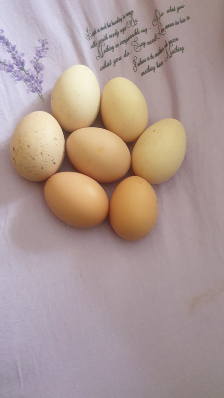 Brama tuxumlari bor