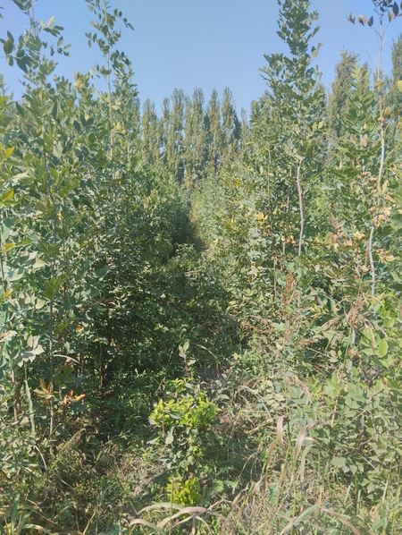Manzarali koʻchat yasin