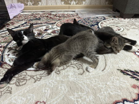 Котята и мама кошка