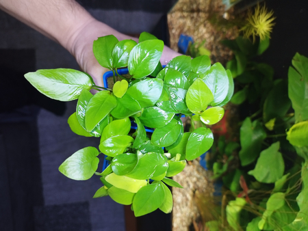 Anubias Golden nana