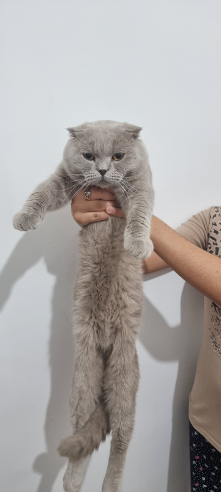 Продаётся пародистий кот