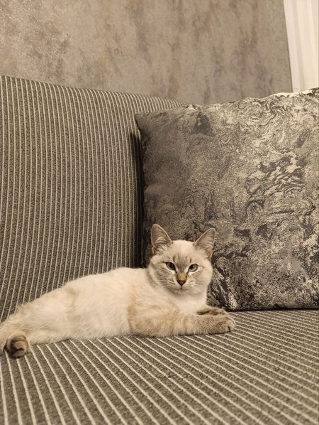 Отдаётся котёнок в хорошие руки