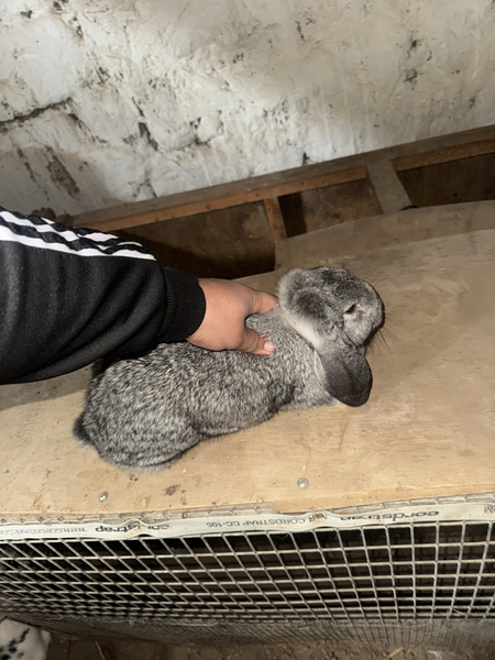 Zotli quyonla hammasi soglom